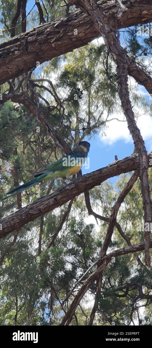Australian Ringneck (Barnardius zonarius), Aves, Flinders Ranges SA ...