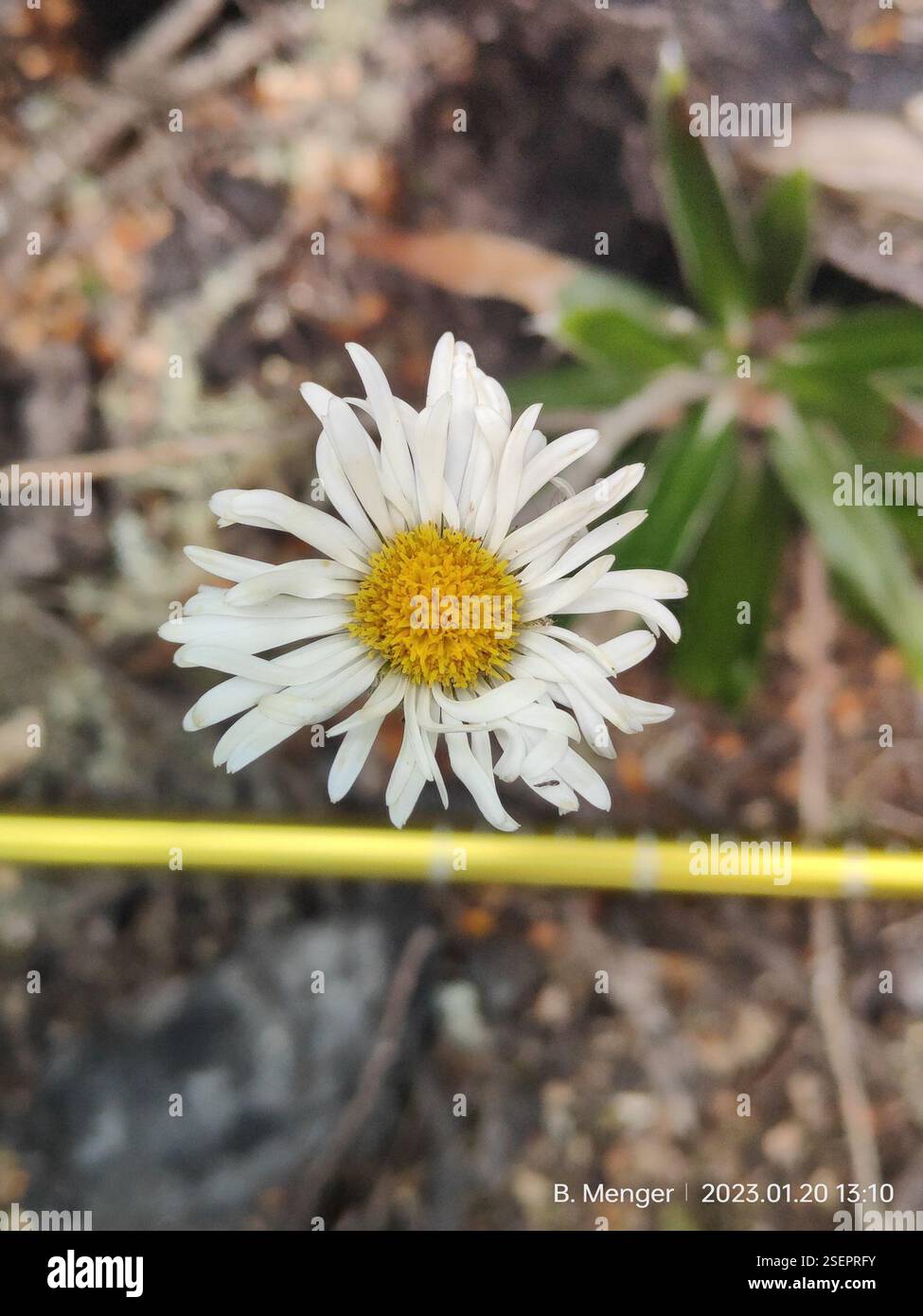 Common Mountain Daisy (Celmisia spectabilis spectabilis), Plantae ...