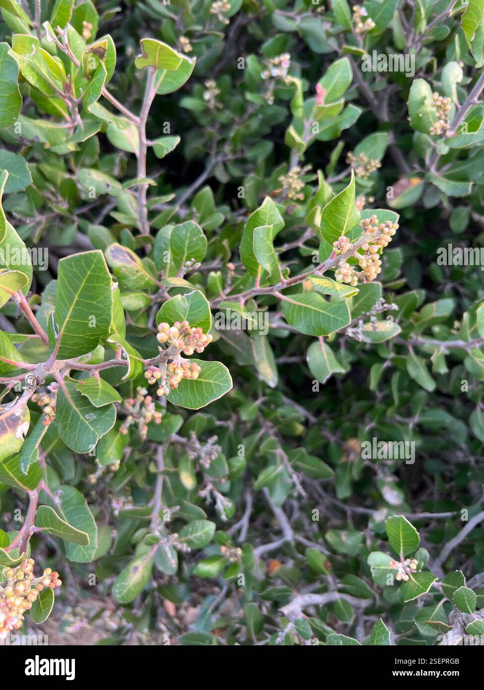 lemonade berry (Rhus integrifolia), Plantae, Orange, CA, USA, Lol I'm ...