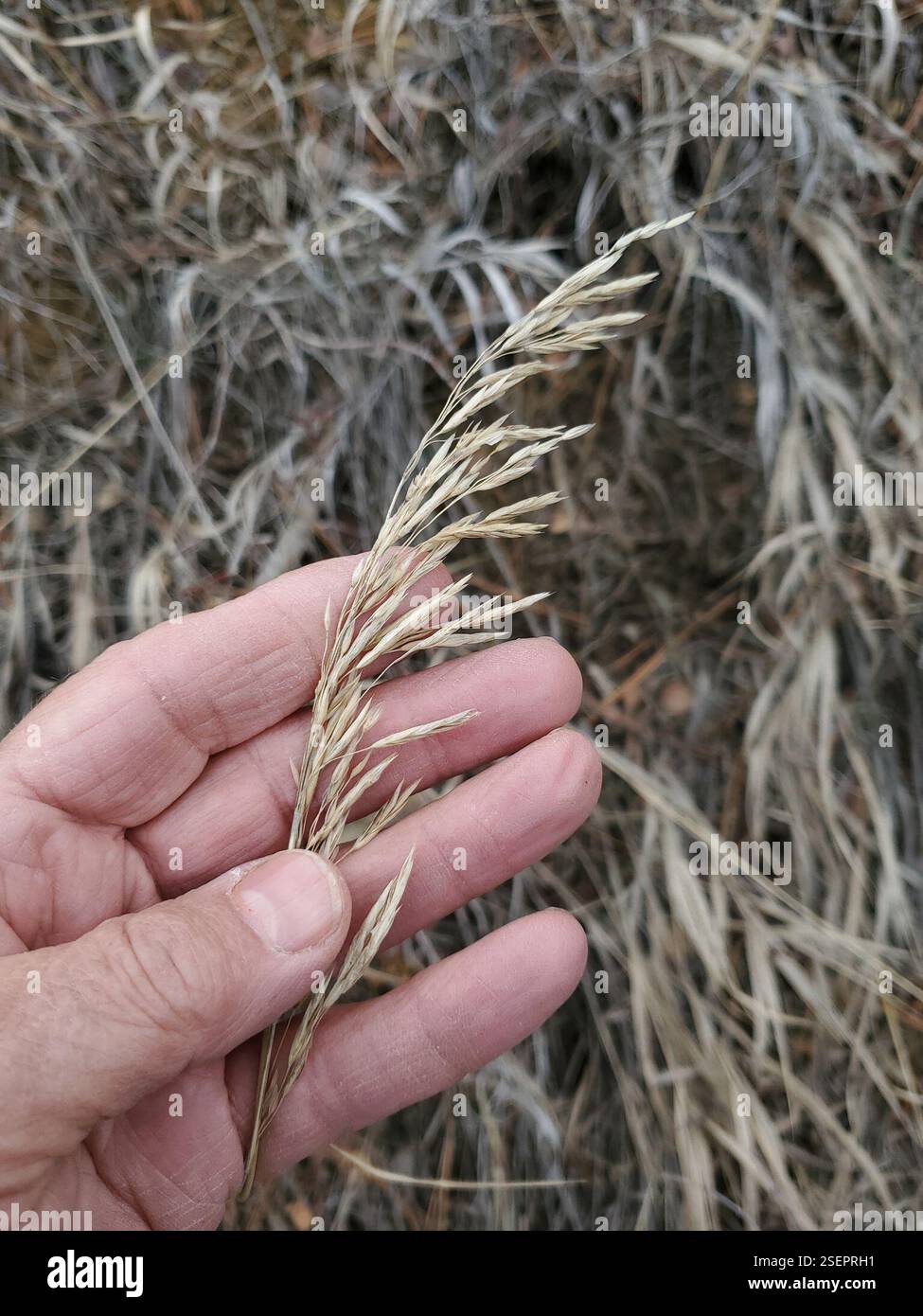 Smooth Brome (Bromus inermis), Plantae, Fergus County, MT, USA Stock ...