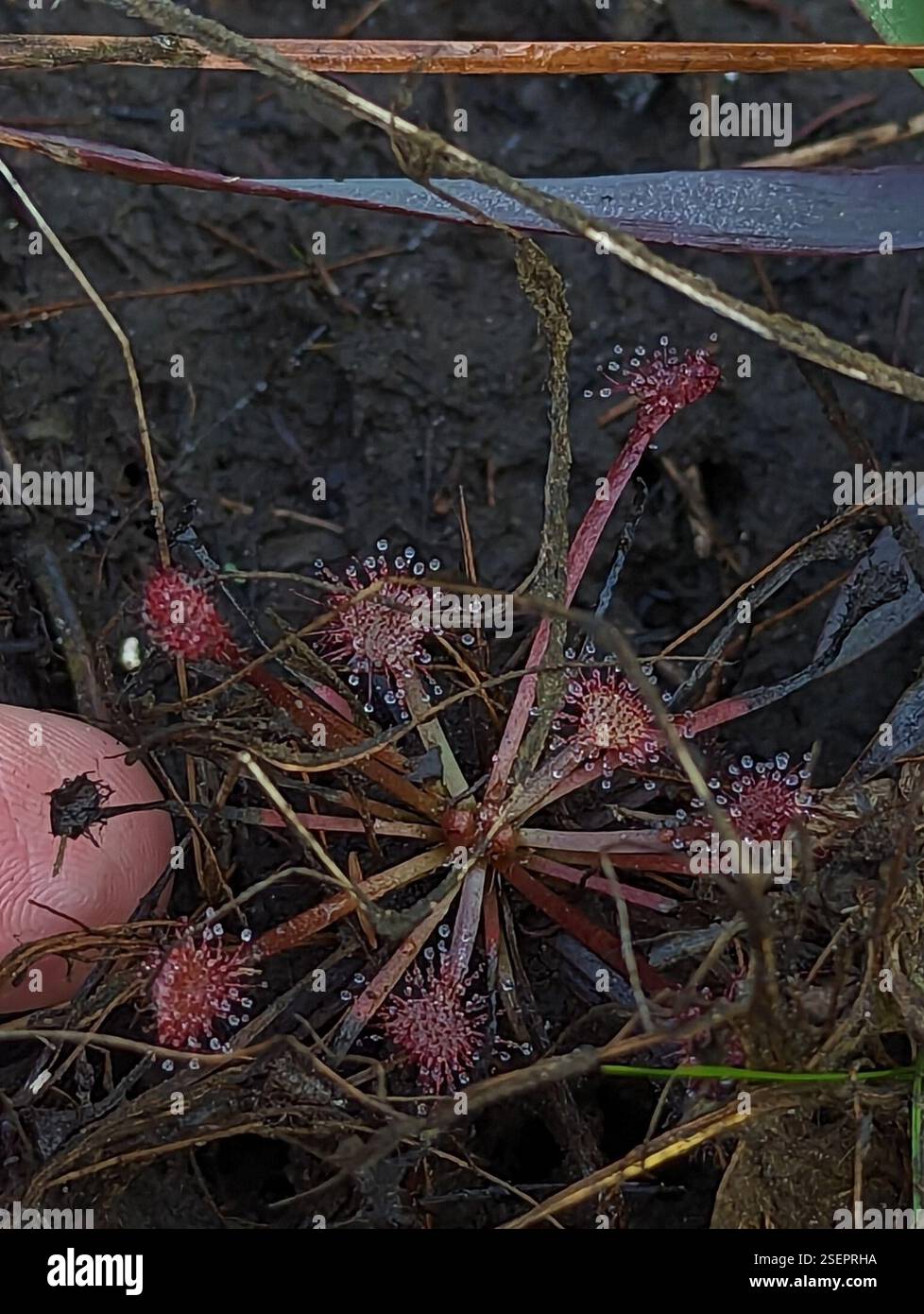 Pink Sundew (Drosera capillaris), Plantae, DeLand, FL 32724, USA, Very ...