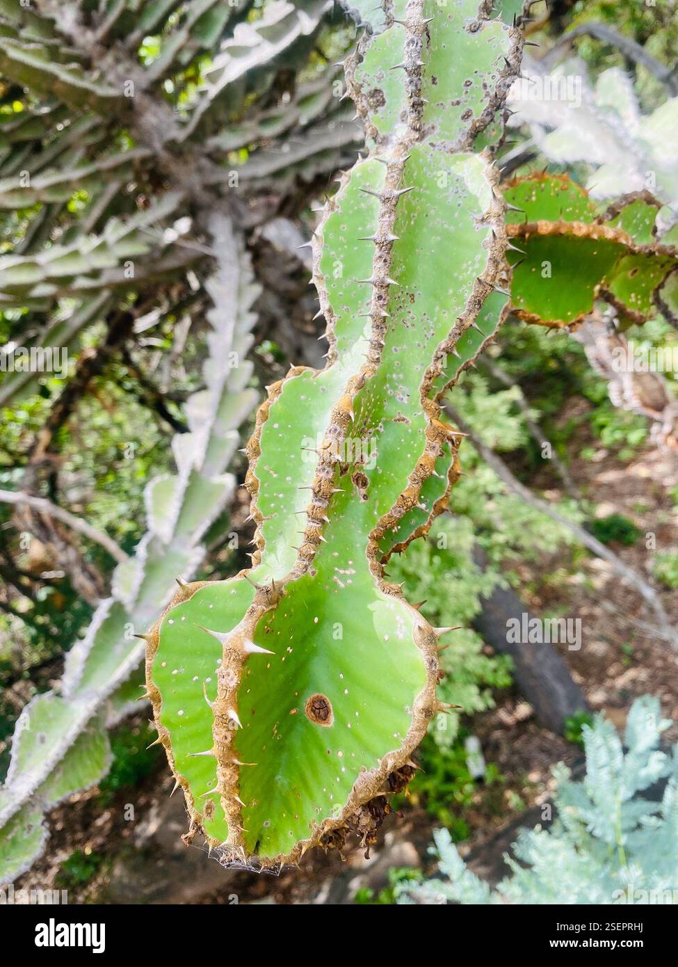 Bushveld Candelabra Tree (Euphorbia cooperi cooperi), Plantae ...