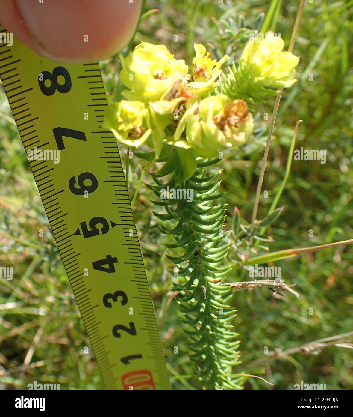 Wild Spurge (Euphorbia natalensis), Plantae, Ugu District Municipality ...