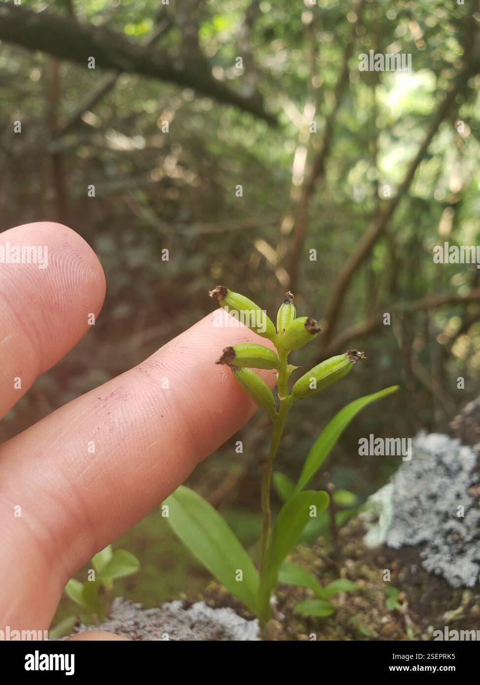 yellow helmet orchid (Polystachya concreta), Plantae, Waimalu, HI, USA ...