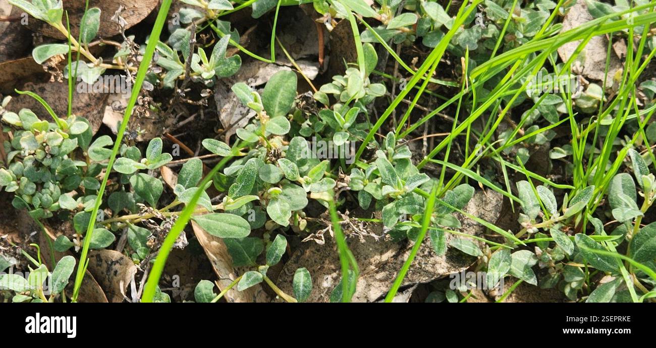 berry saltbush (Atriplex semibaccata), Plantae, 22430 Tijuana, Baja ...
