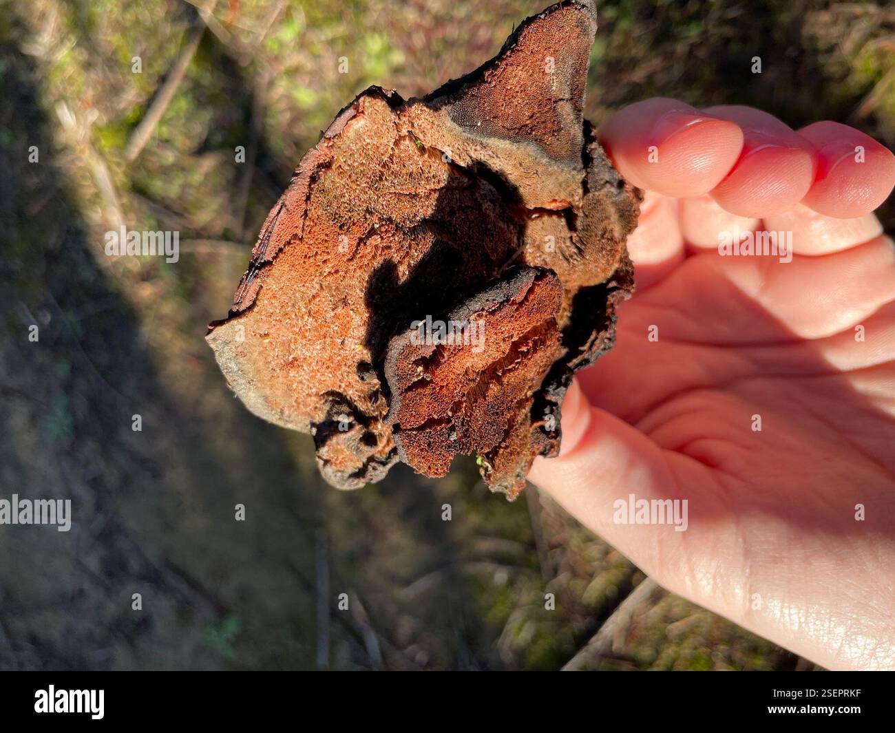 Rosy Conk (Fomitopsis cajanderi), Fungi, Mountain Charlie Rd, Los Gatos ...