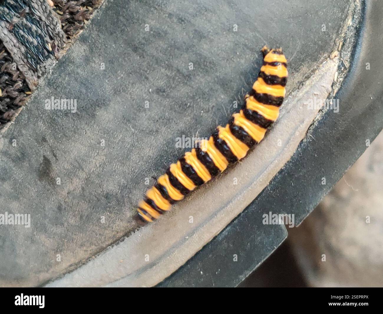 Cinnabar moth (Tyria jacobaeae), Insecta, Lake Sumner Forest Park, NZ ...