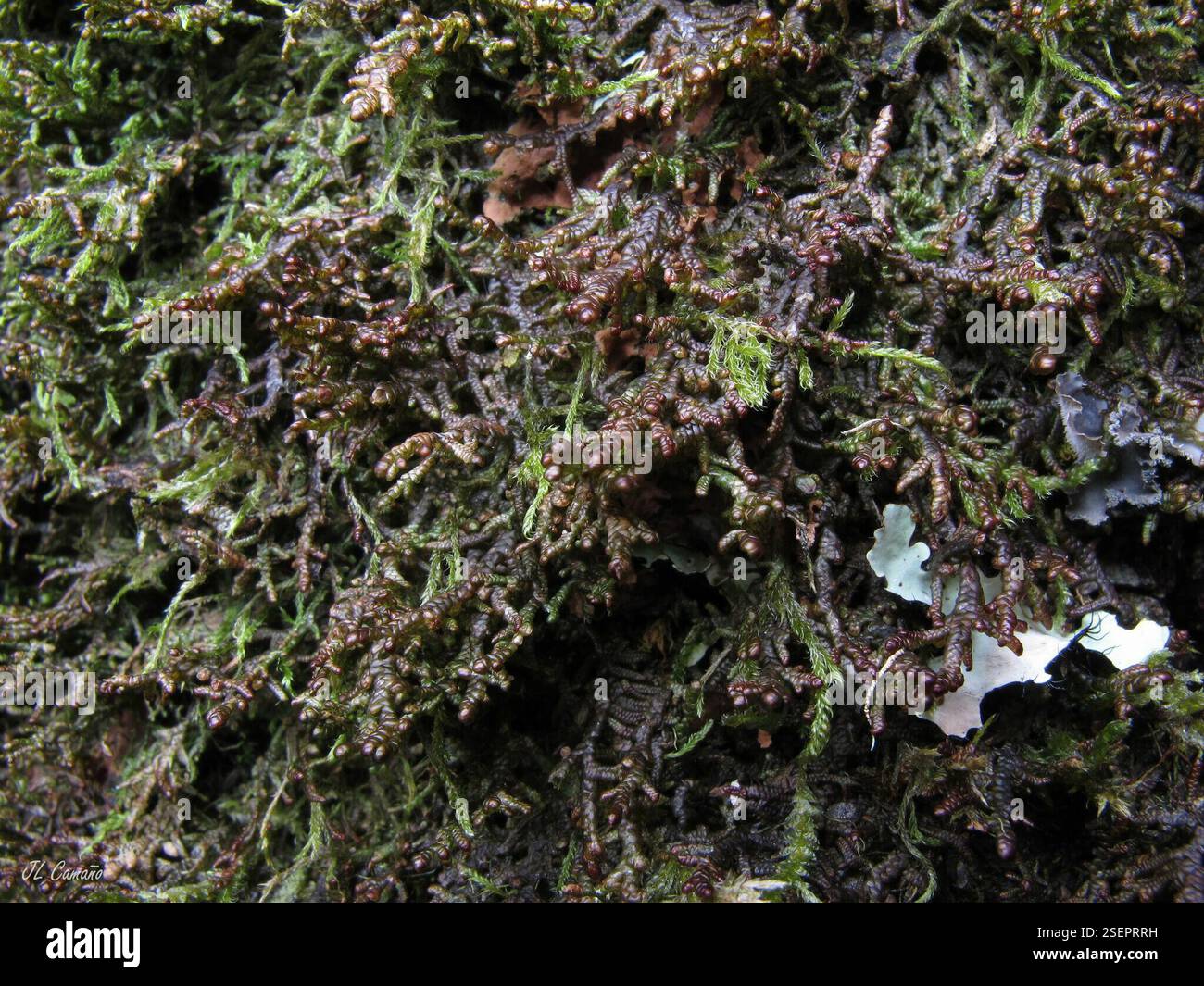 Tamarisk Scalewort (Frullania tamarisci), Plantae, Pontevedra, España ...