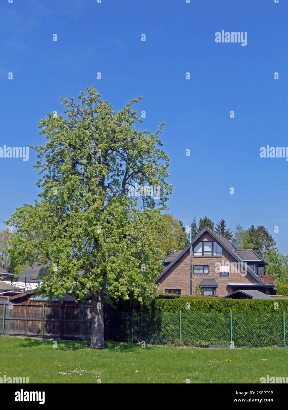 House, hedge, tree Stock Photo - Alamy