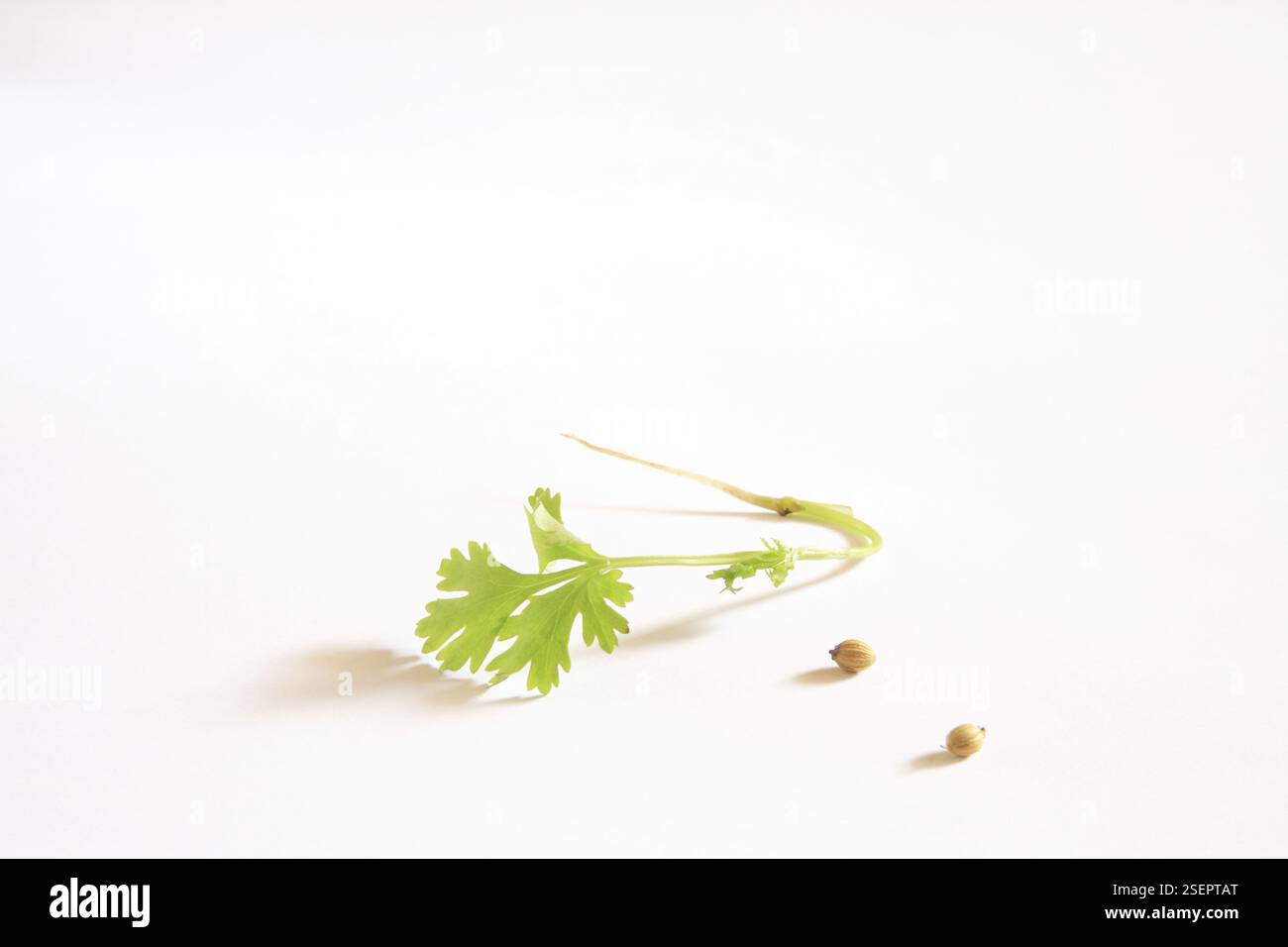 Indian spices, fresh Coriander leaves and seeds Dhania Coriand rum sativum on white background ...