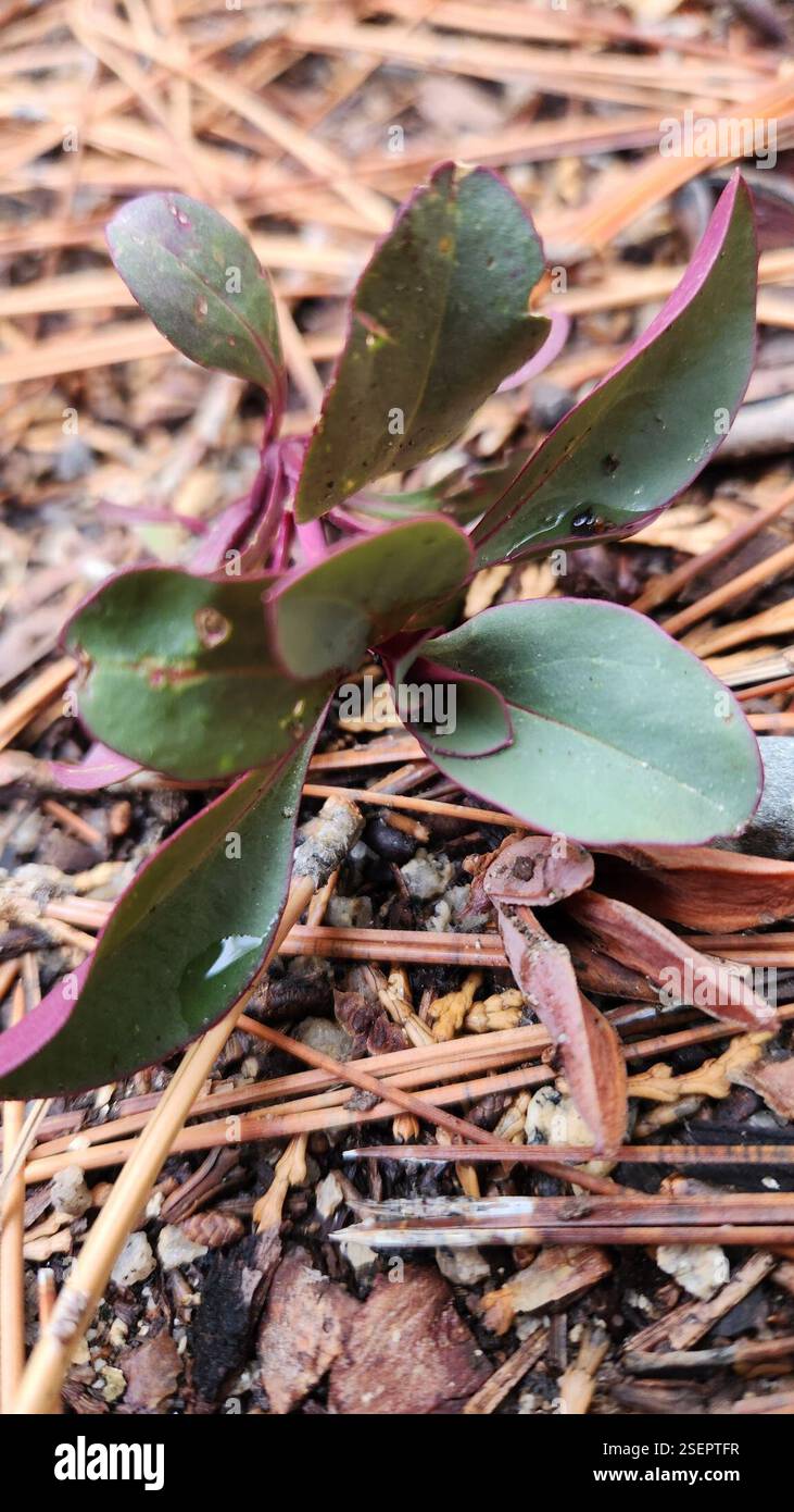 Bridges' penstemon (Penstemon rostriflorus), Plantae, Idyllwild-Pine ...