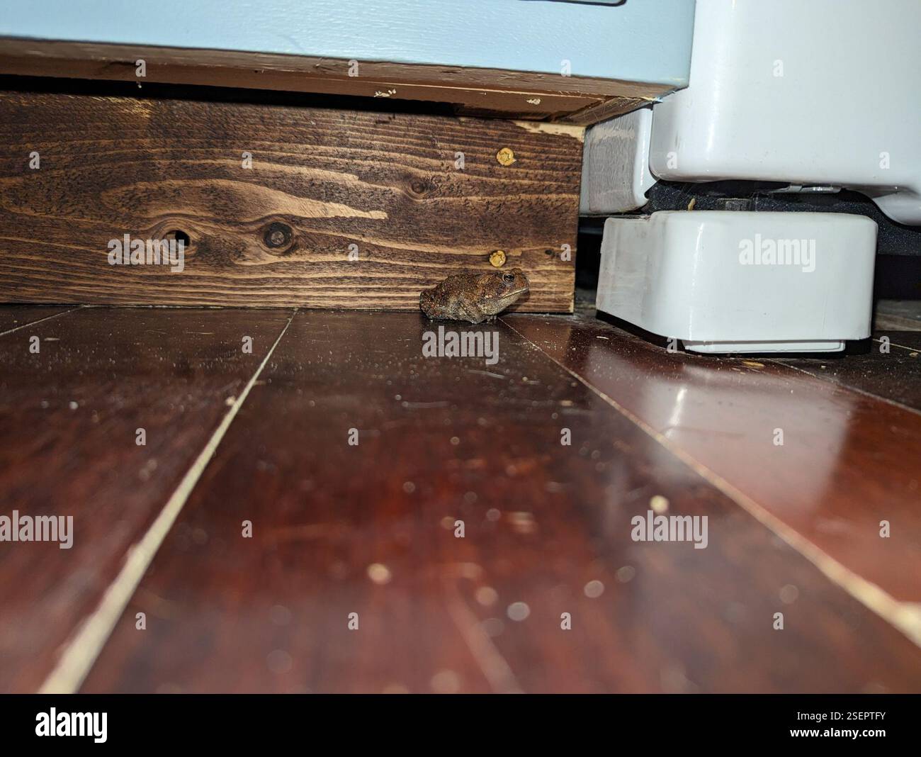 American Toad (Anaxyrus americanus), Amphibia, Kentucky, US, Belly ...