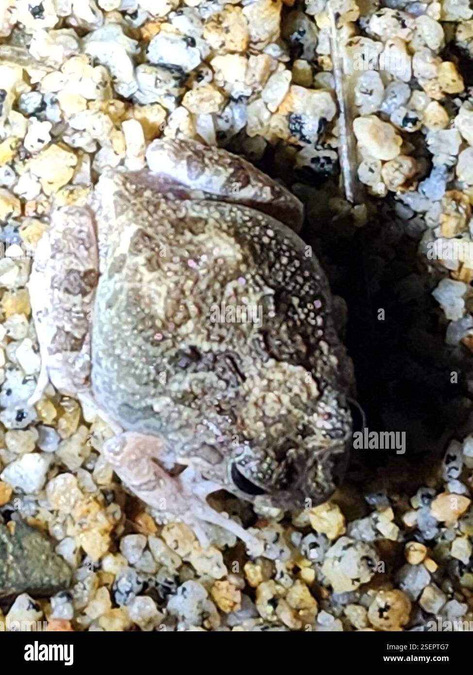 Ornate Burrowing Frog (Platyplectrum ornatum), Amphibia, Bouldercombe ...