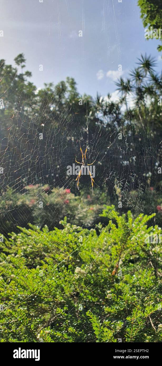 Tiger Spider (Trichonephila plumipes), Arachnida, Brisbane City QLD ...