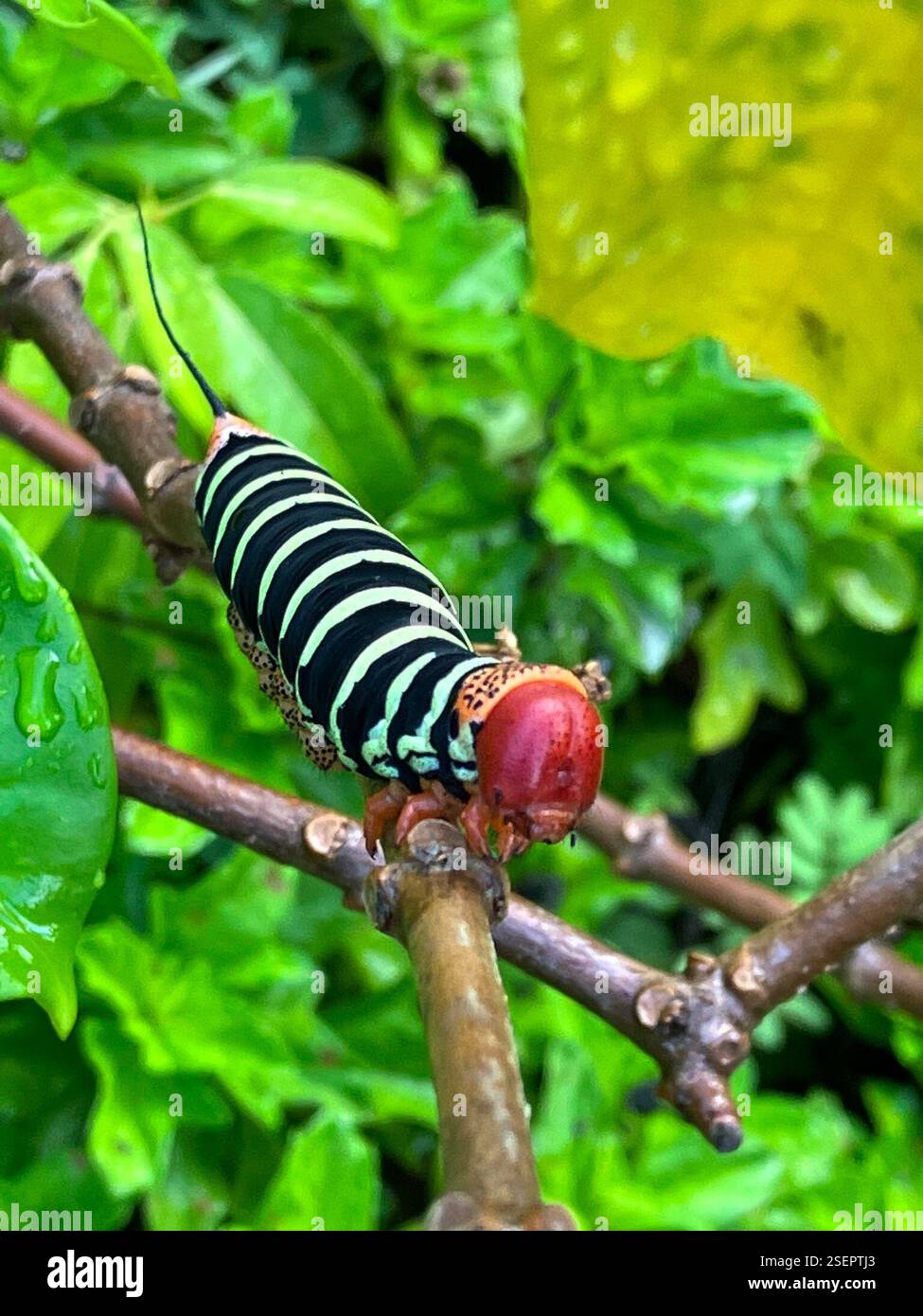 Tetrio Sphinx (Pseudosphinx tetrio), Insecta, Saint Peter, MS Stock ...