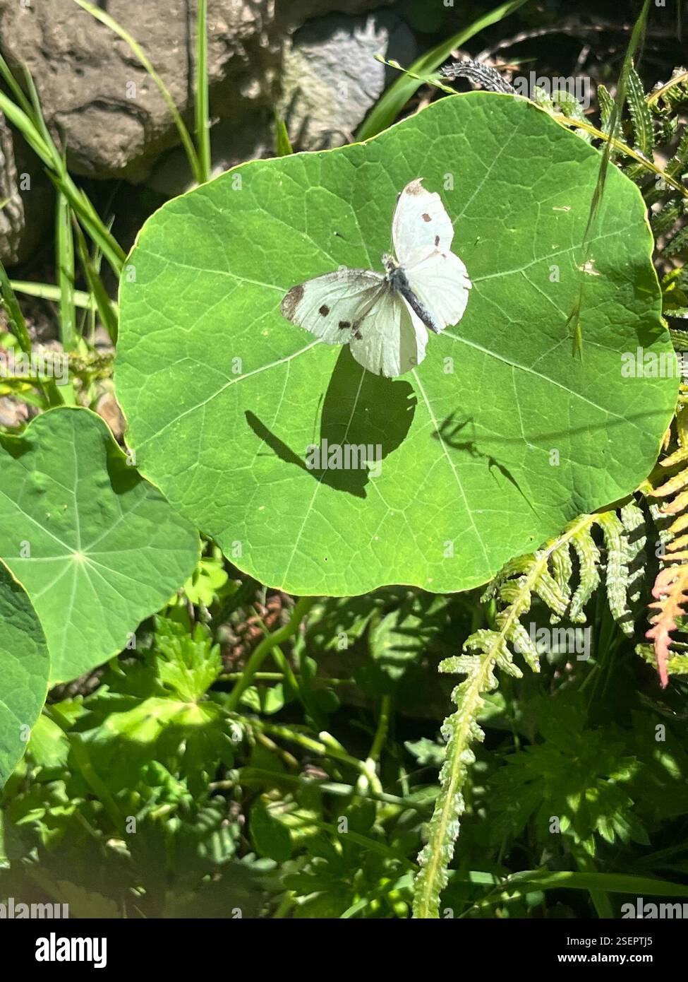 Small White (Pieris rapae), Insecta, North Island, Matamata, Waikato ...