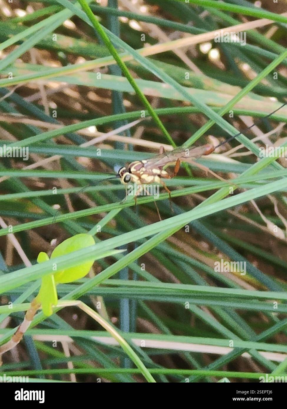 (Lissonota), Insecta, Cass 7580, New Zealand Stock Photo - Alamy