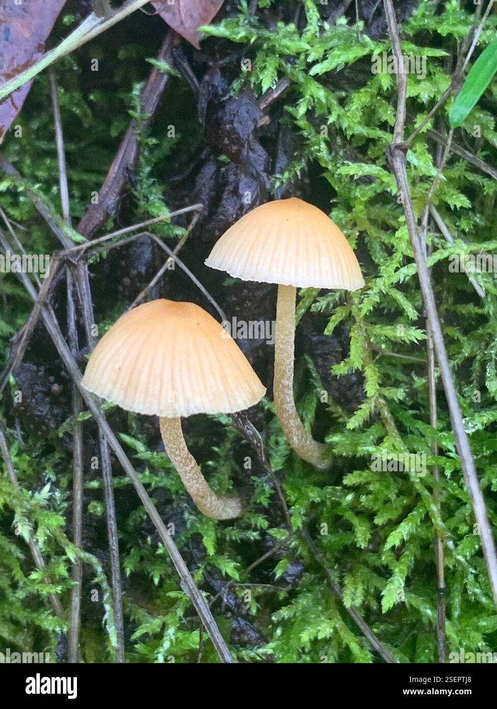 Moss Bells (Galerina), Fungi, Hidden Falls Regional Park, Auburn, CA ...
