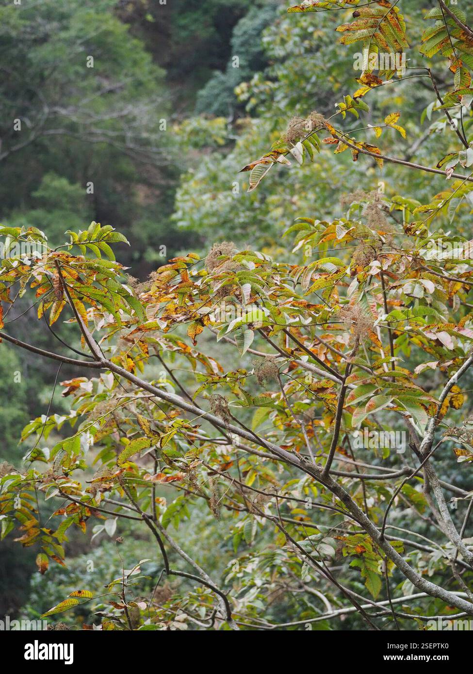(Rhus chinensis roxburghii), Plantae, 台灣南投縣 Stock Photo - Alamy
