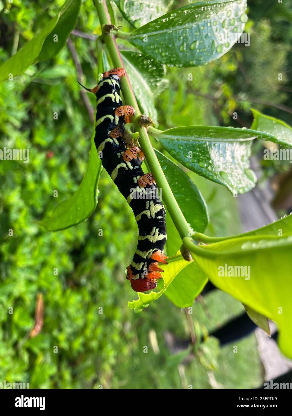 Tetrio Sphinx (Pseudosphinx tetrio), Insecta, Saint Peter, MS Stock ...