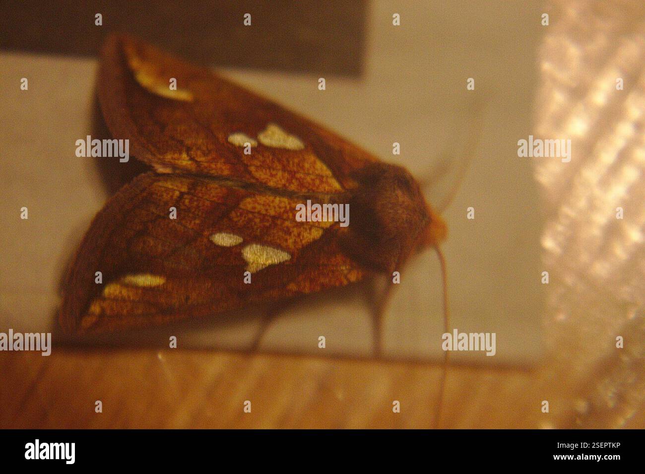 Putnam's Looper Moth (Plusia putnami), Insecta, Mékinac, Québec, Canada ...
