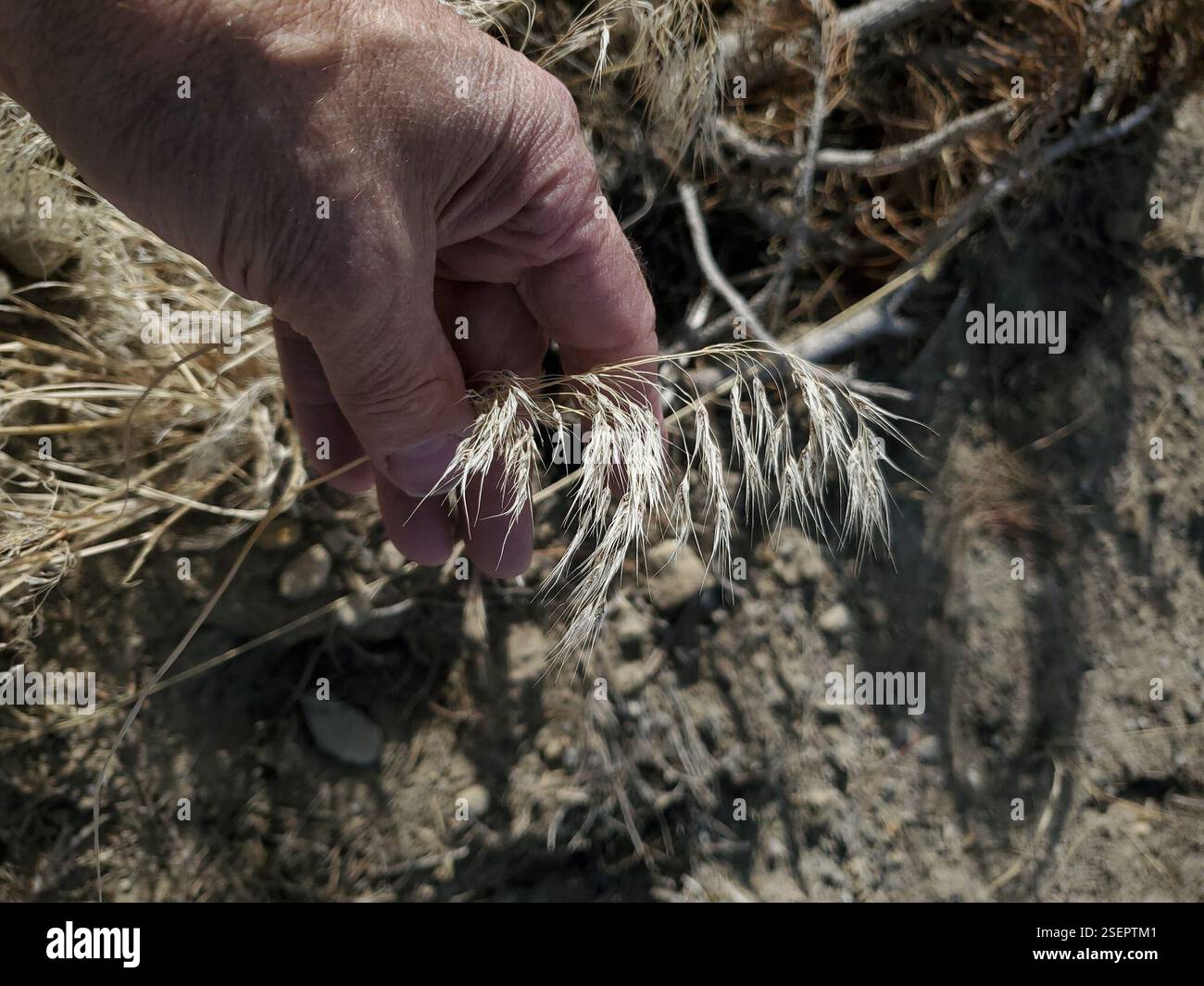 brome smut fungus (Ustilago bullata), Fungi, Fergus, Montana, United ...