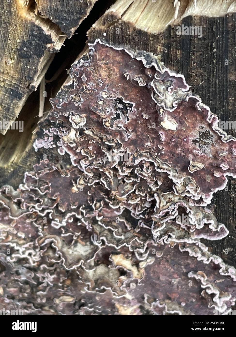 Silverleaf Fungus (Chondrostereum purpureum), Fungi, Nationaal Park De ...