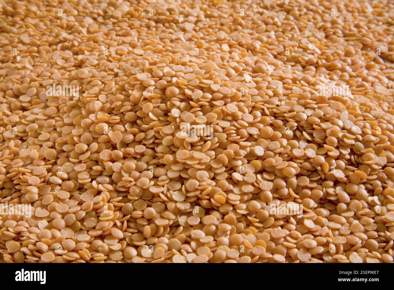 Pulses, split red lentils masoor dal lens culinaris Stock Photo - Alamy