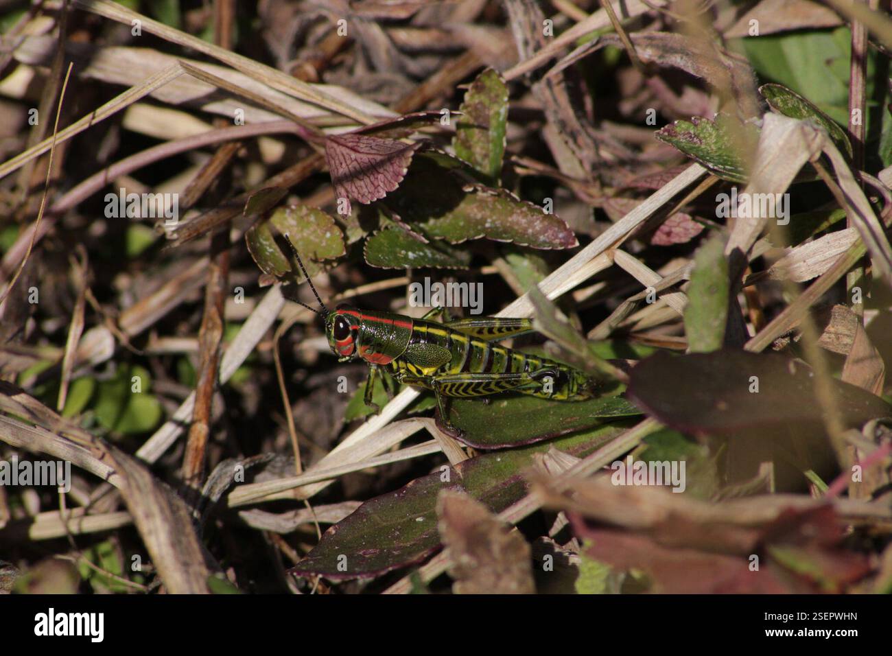 (Aztecacris laevis), Insecta, Tecolotlán, Jal., México Stock Photo - Alamy