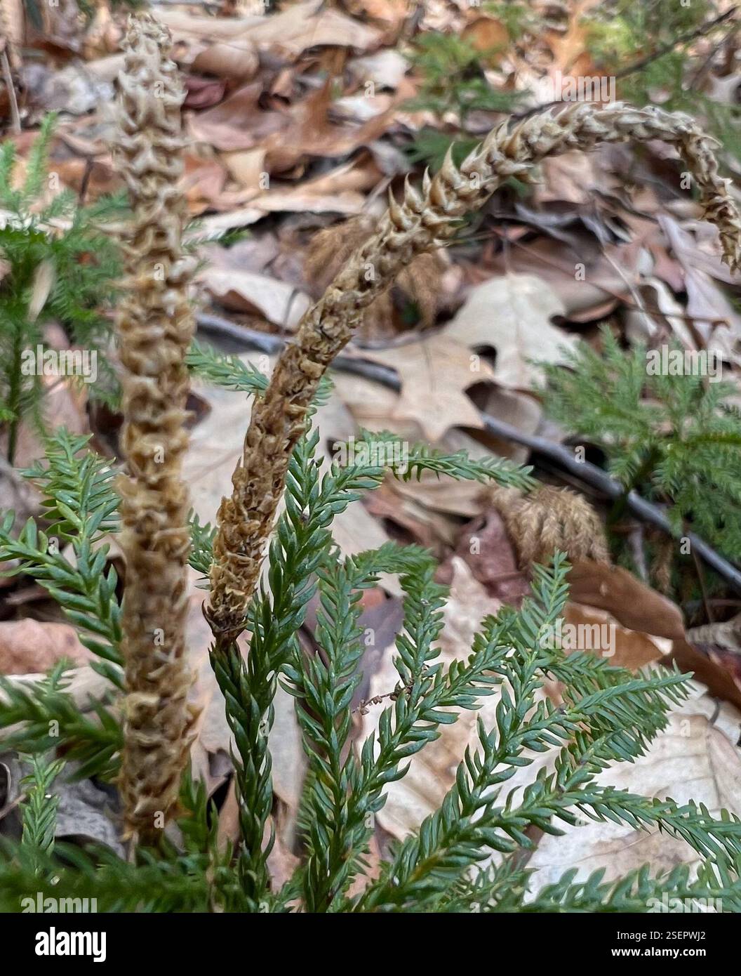 flat-branched tree-clubmoss (Dendrolycopodium obscurum), Plantae, Quiet ...