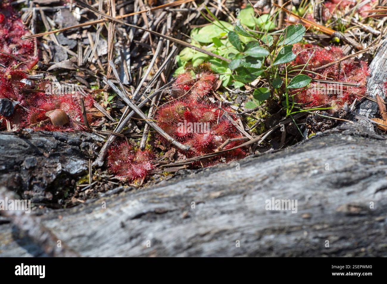 dwarf sundew (Drosera brevifolia), Plantae, Duval, Florida, United ...