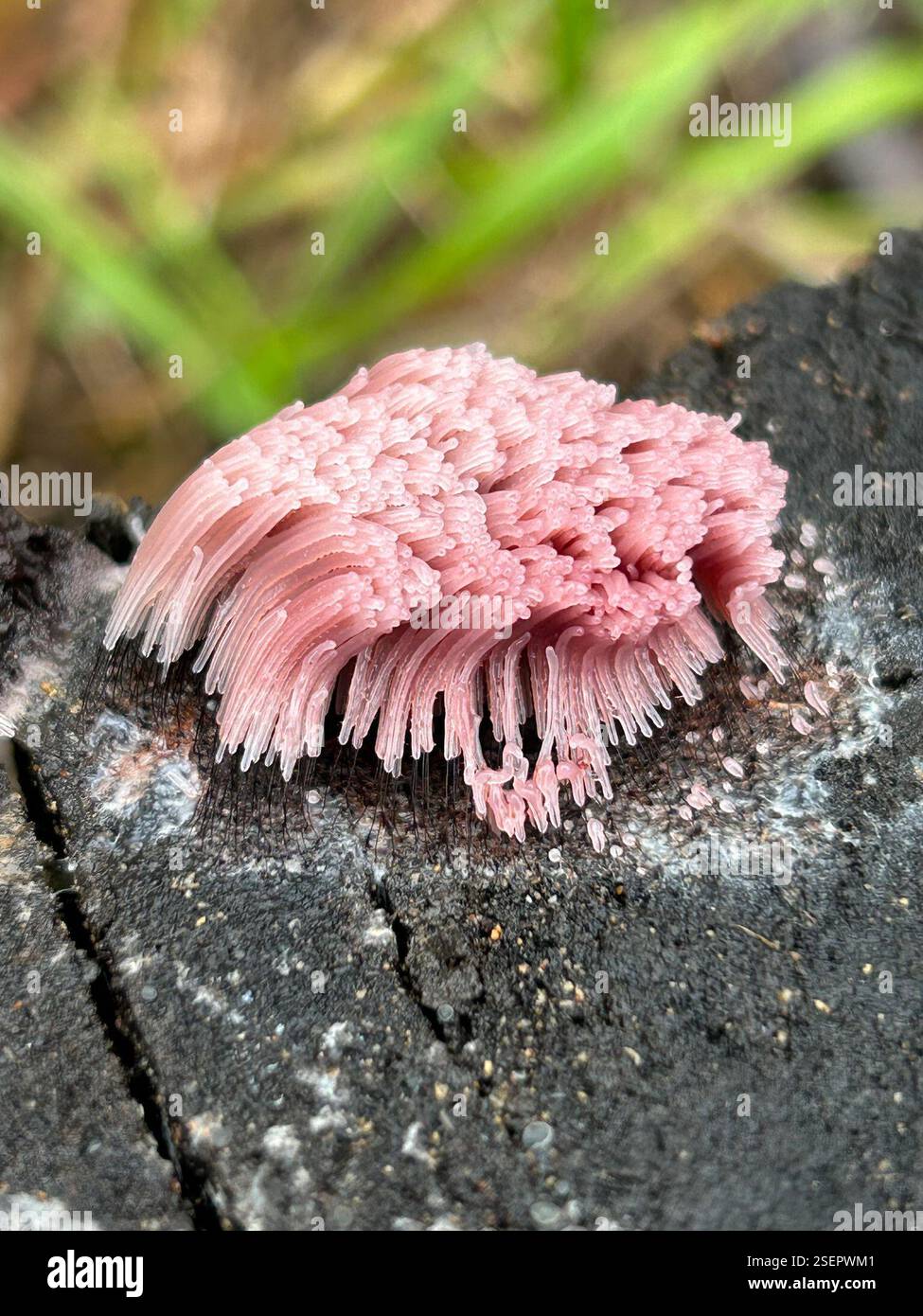 chocolate tube slime (Stemonitis splendens), Protozoa, Morro Bay State ...