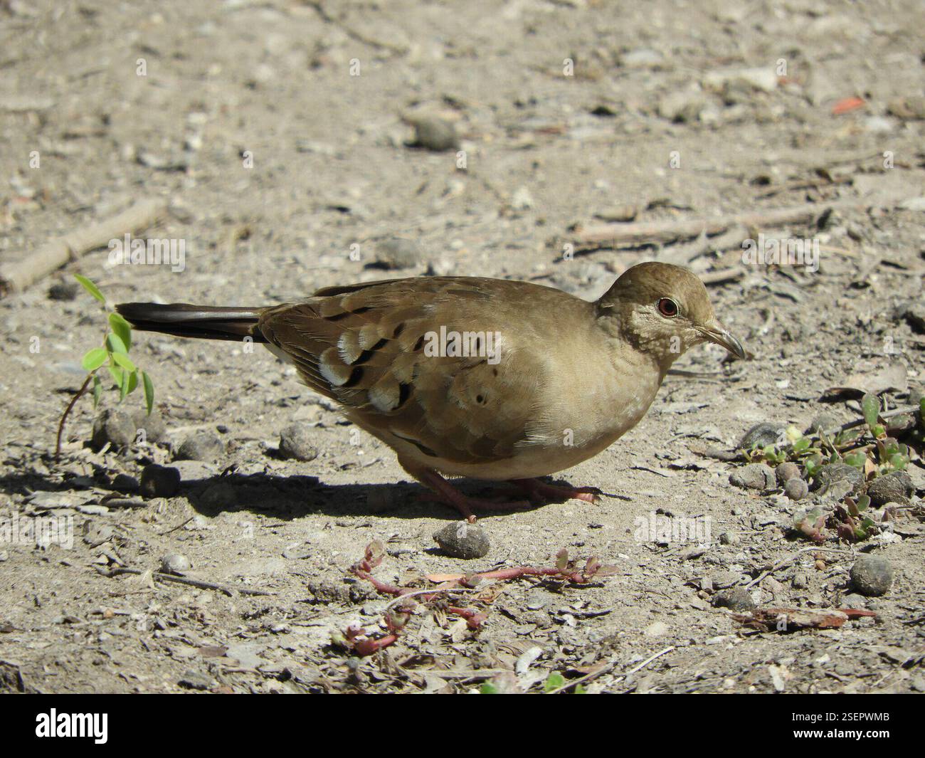 Ruddy Ground Dove (Columbina talpacoti), Aves, Rosamorada, Nay., México ...