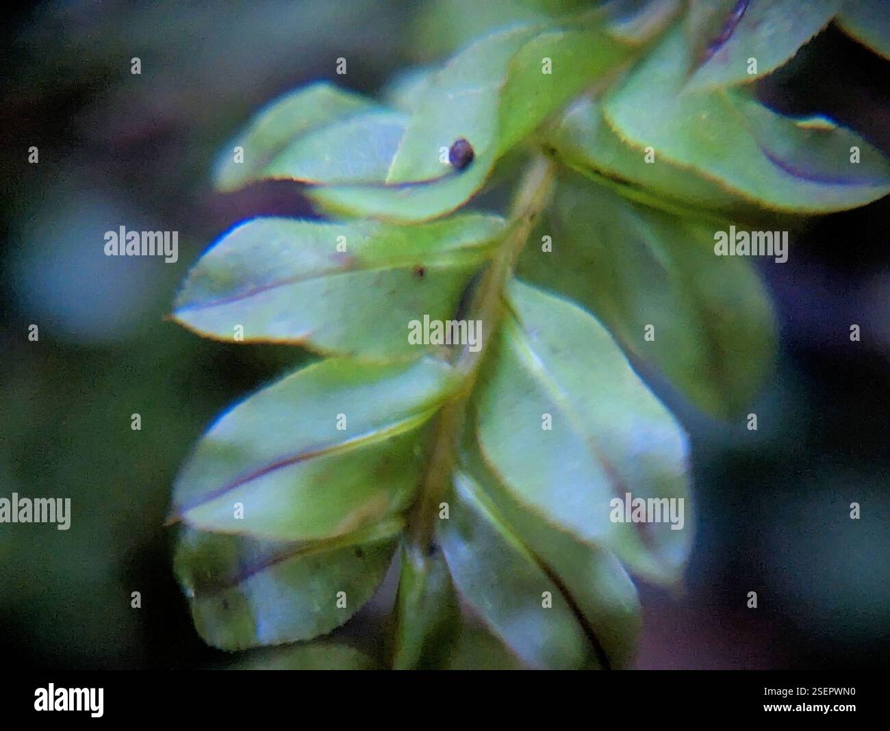 Badge Moss (Plagiomnium insigne), Plantae, Vancouver, BC V6G, Canada ...