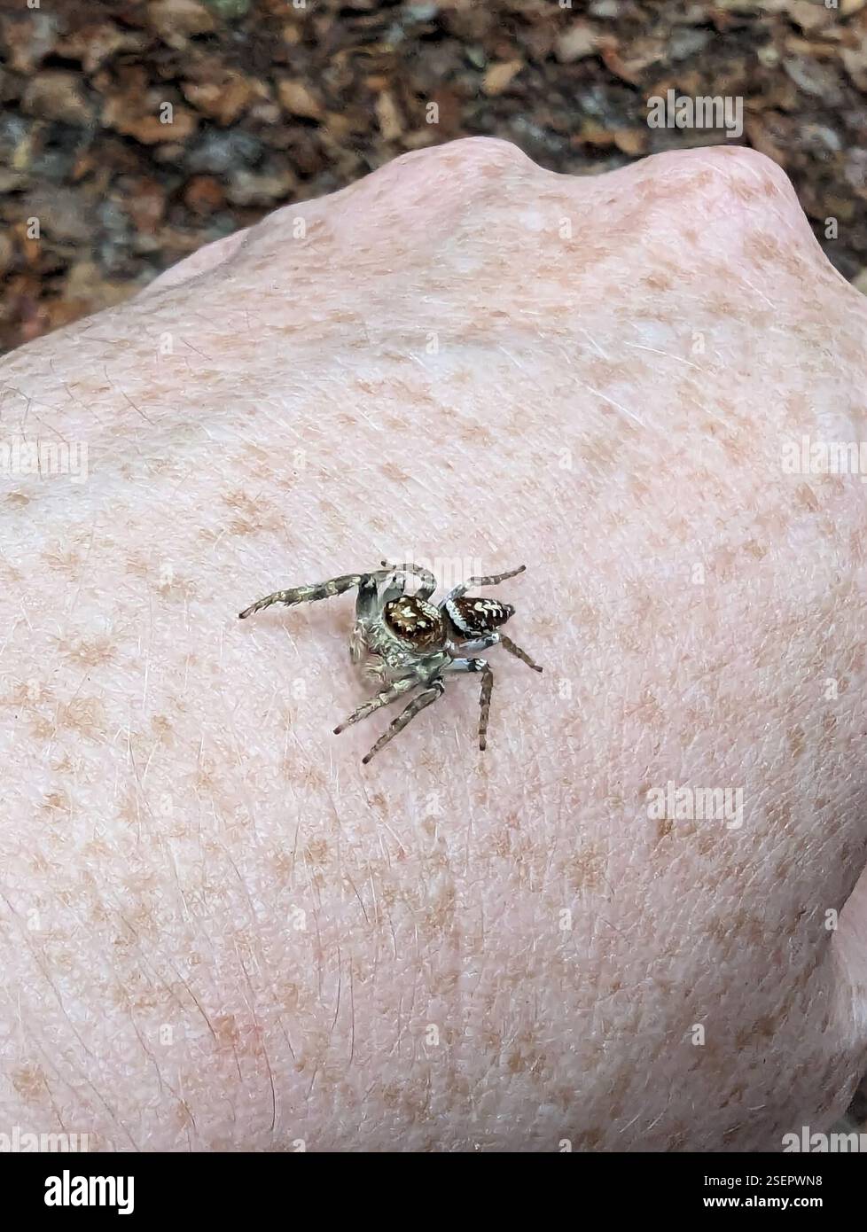Garden Jumping Spiders (Opisthoncus), Arachnida, Claravale NT 0822 ...