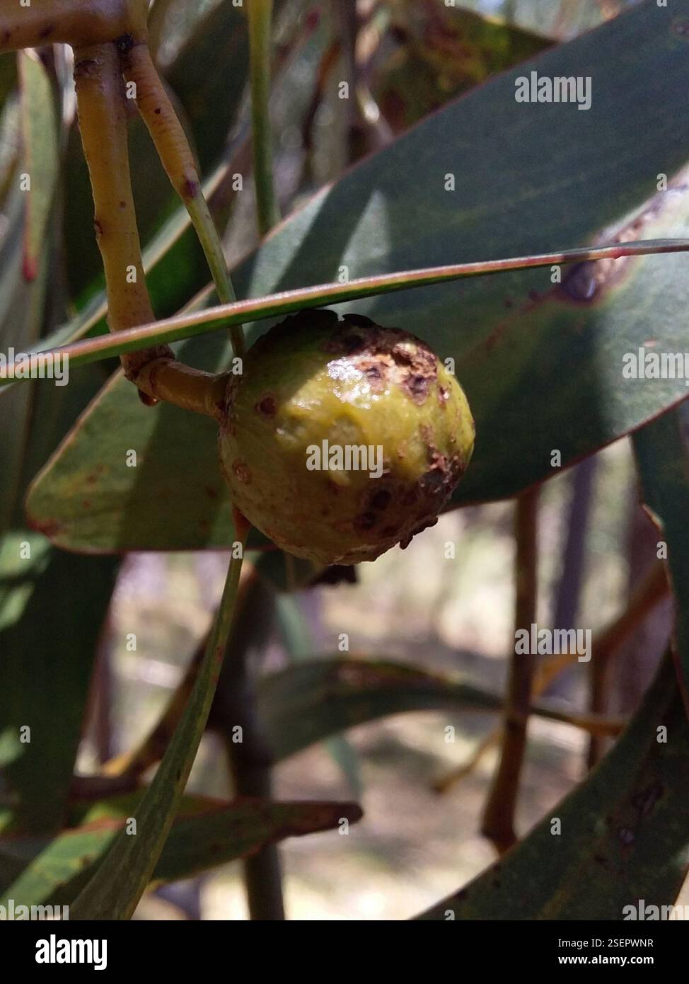 Golden Wattle Gall Wasp (Trichilogaster signiventris), Insecta, Cherry ...