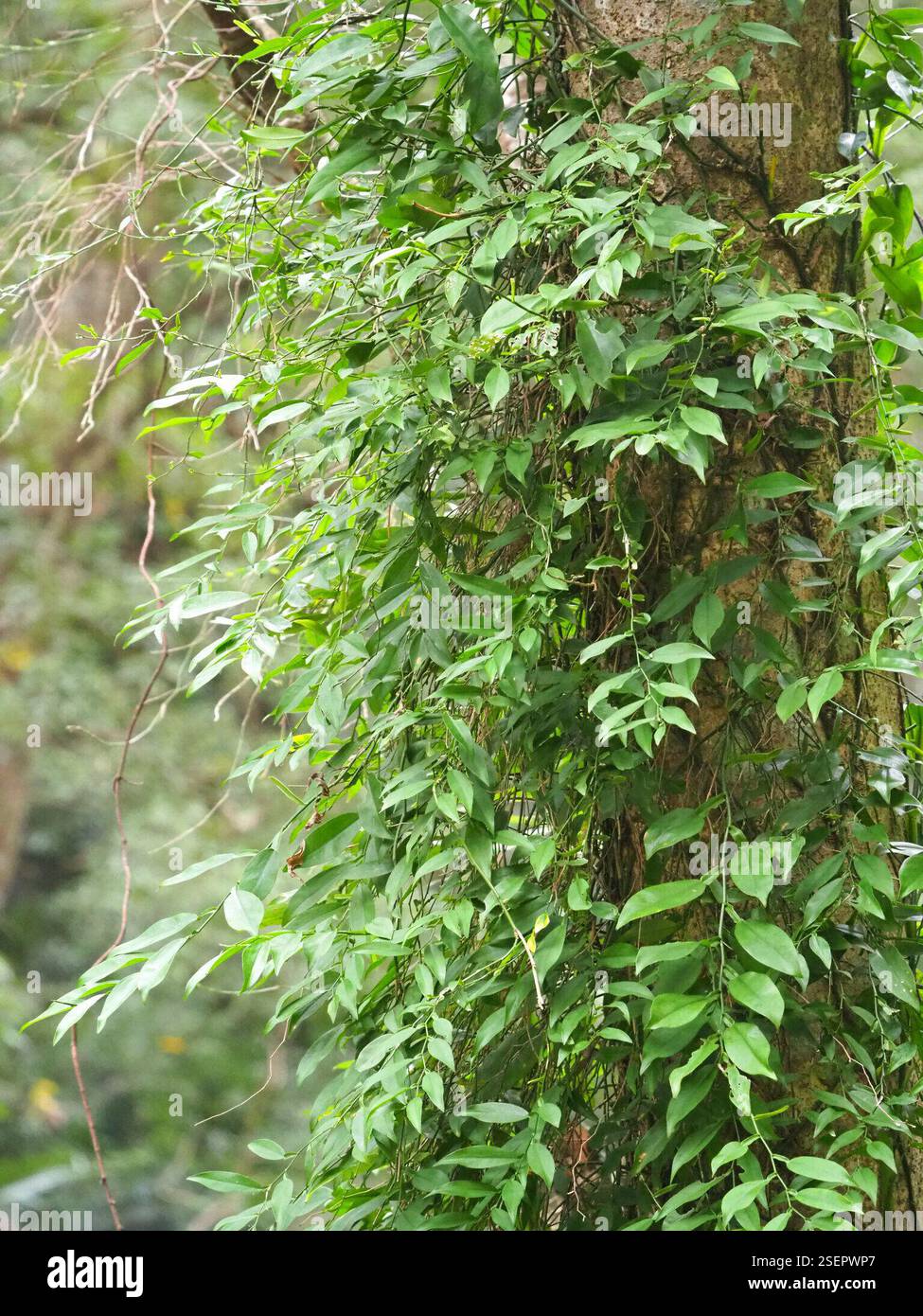 Chinese Pothos (Pothos chinensis), Plantae, 台灣南投縣 Stock Photo - Alamy