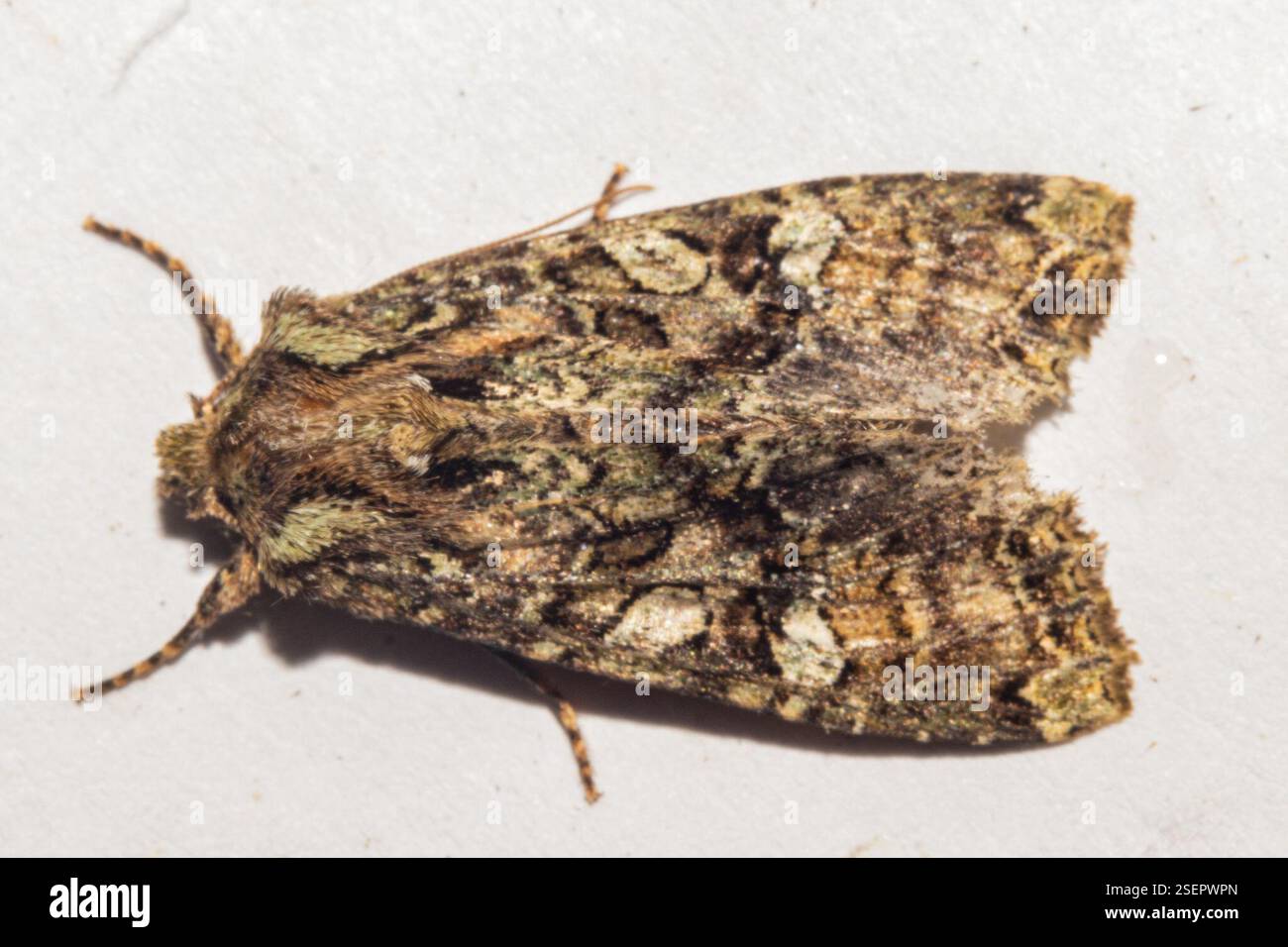 (Meterana praesignis), Insecta, Southland District, Southland, New ...