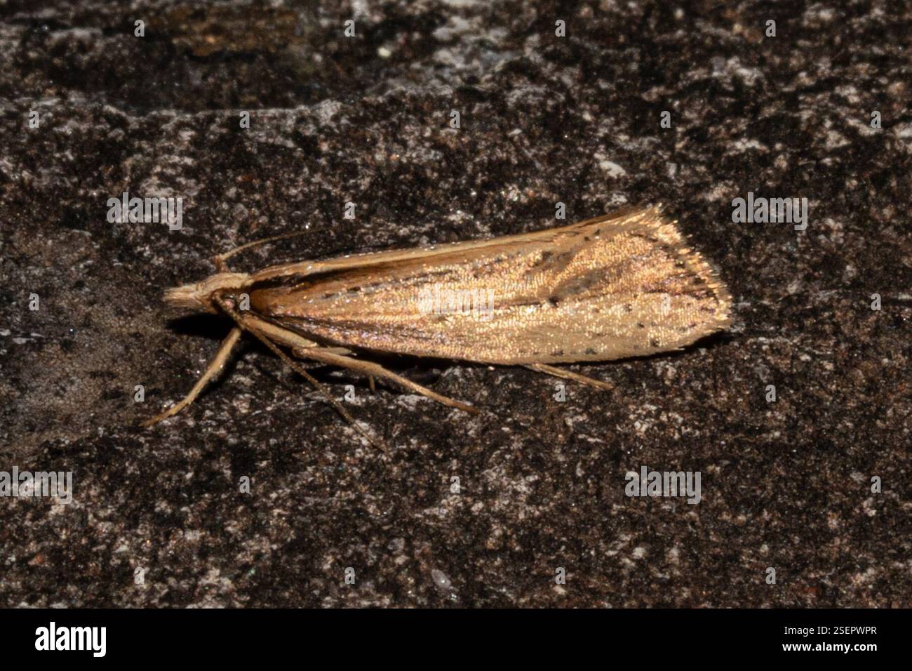 (Proditrix megalynta), Insecta, Southland District, Southland, New ...