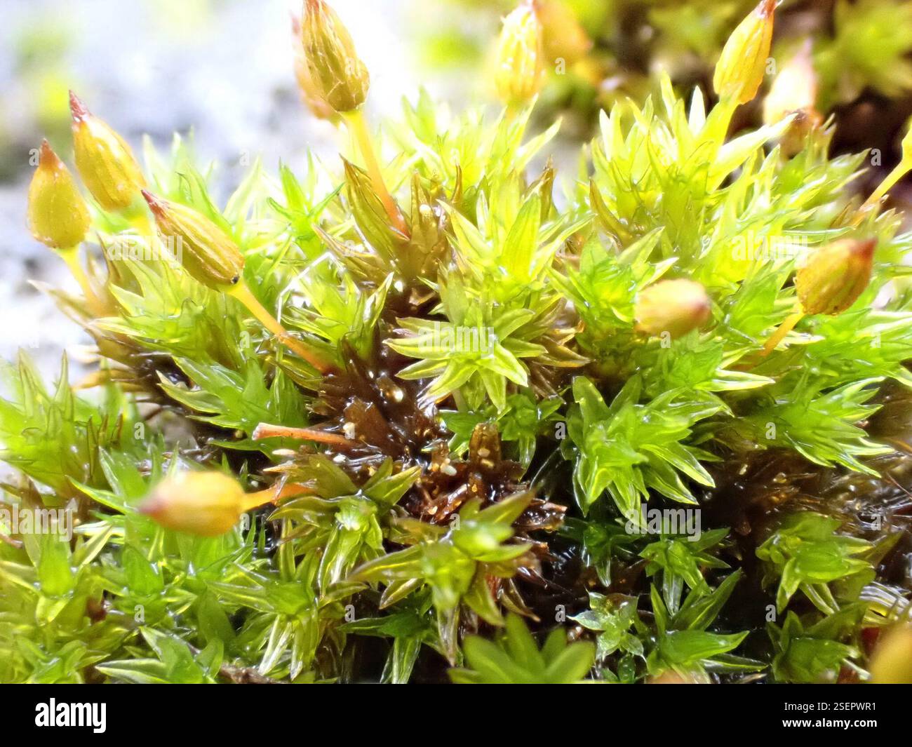 Anomalous Bristle-moss (Orthotrichum anomalum), Plantae, Graaf 561 ...