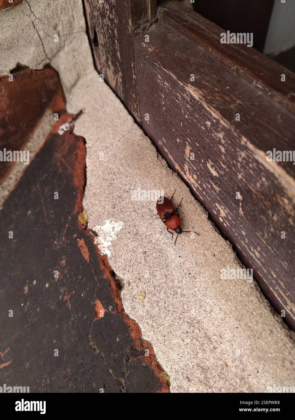 rusty red click beetle (Elater ferrugineus), Insecta, Kwidzyn, Polska ...