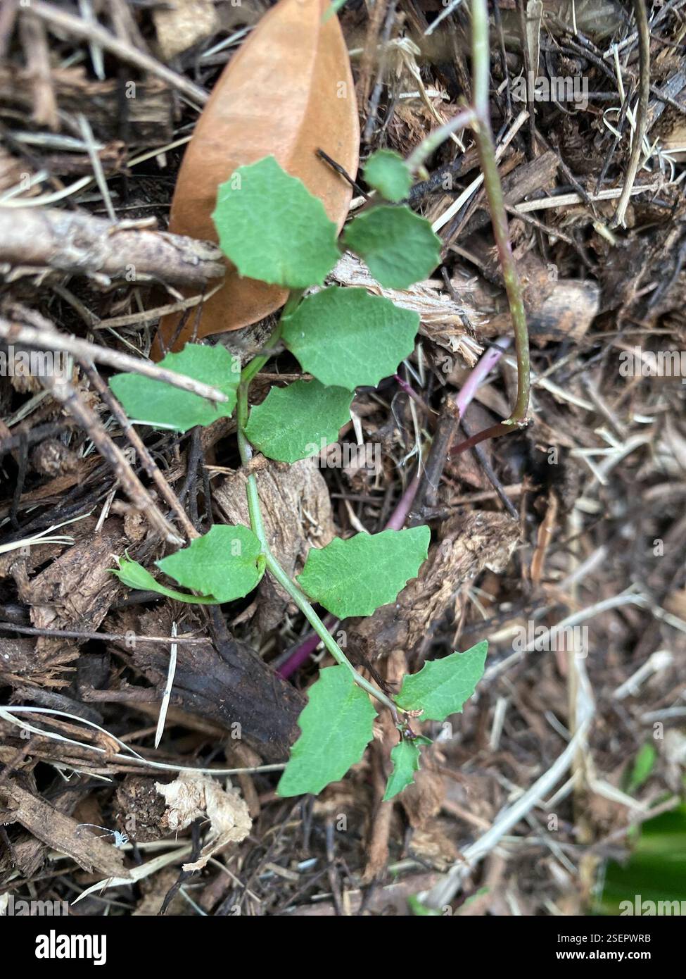 White Root (Lobelia purpurascens), Plantae, Delaney Cct, Carindale, QLD ...