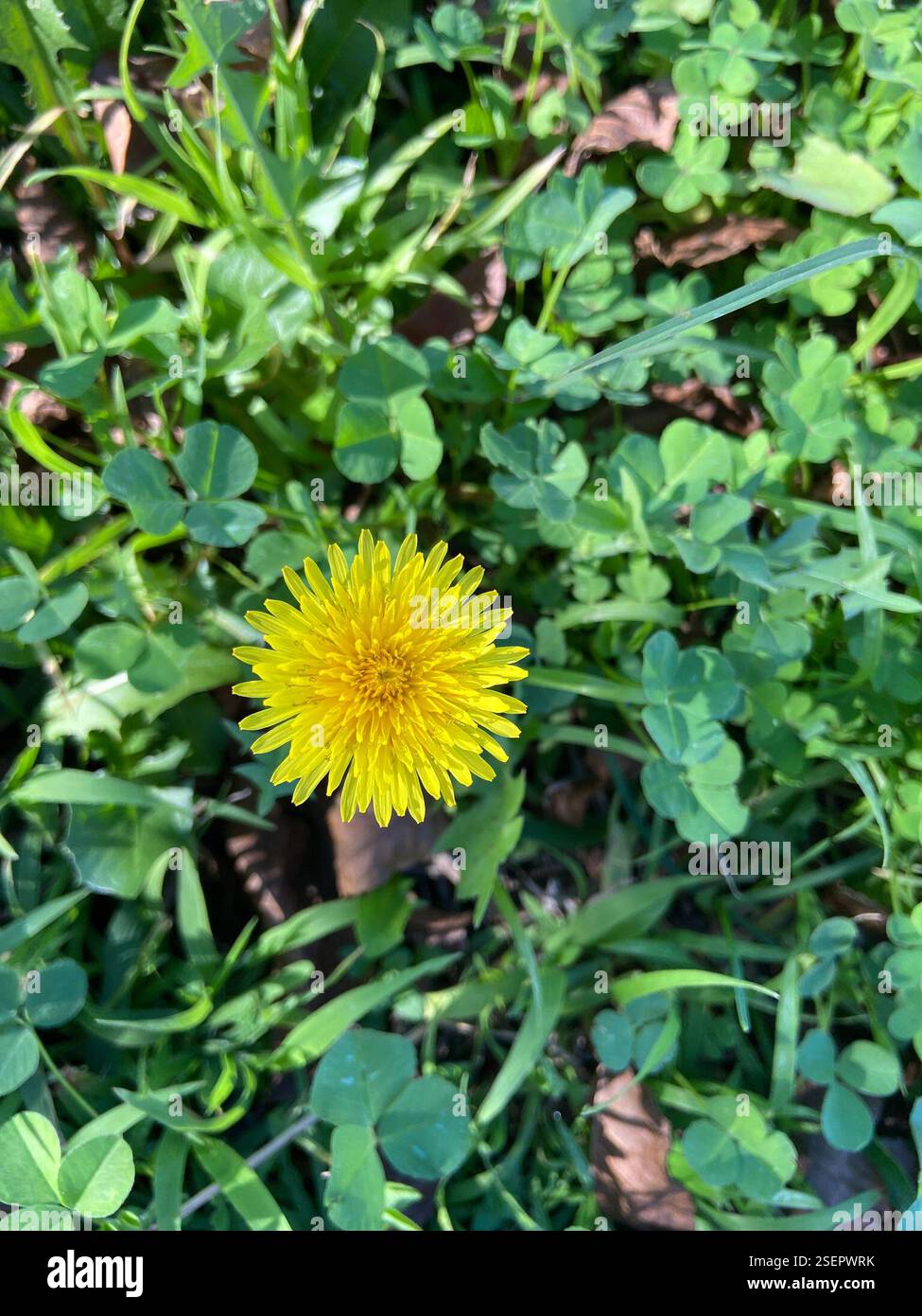 dandelions (Taraxacum), Plantae, Los Angeles County, US-CA, US Stock ...