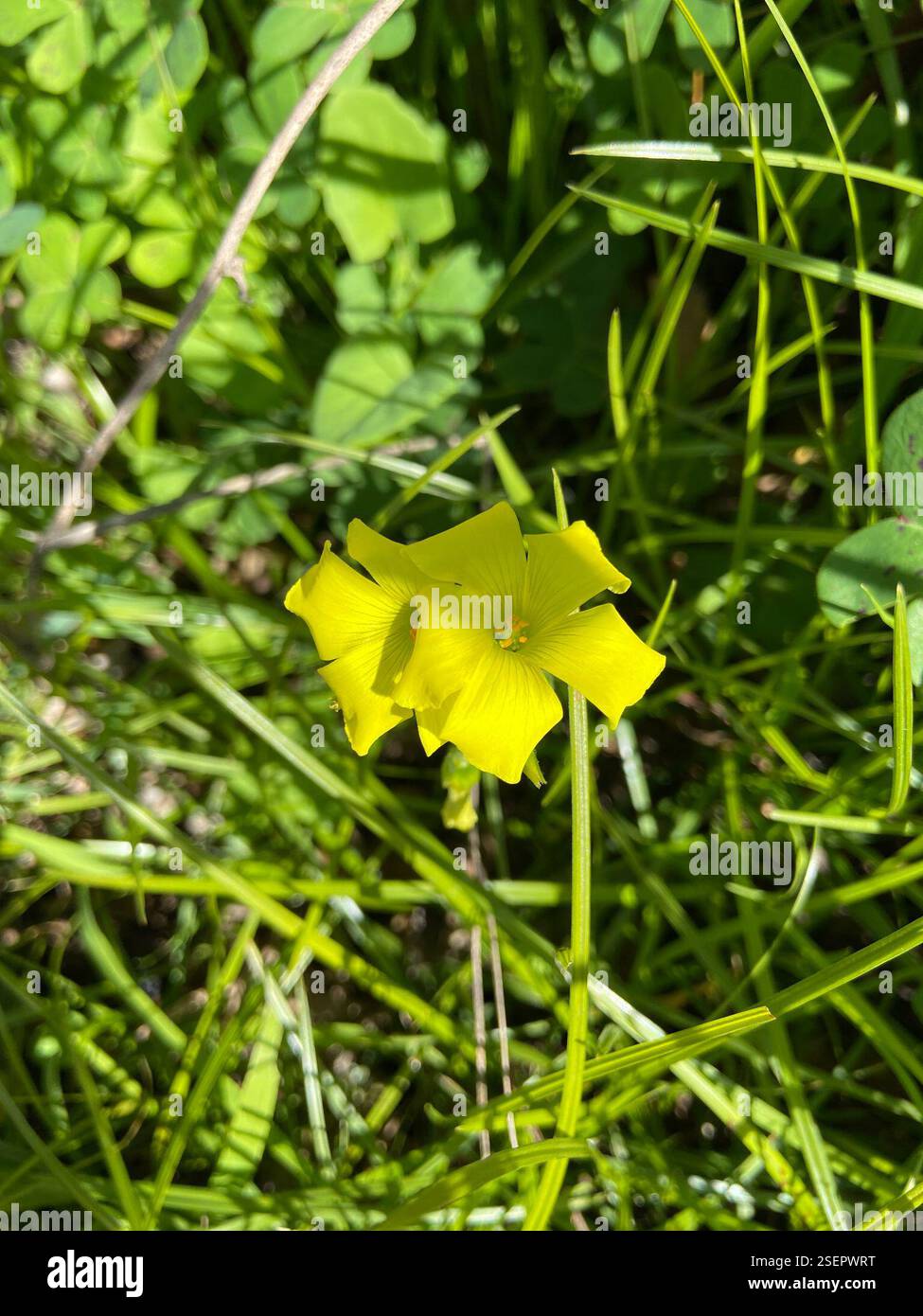 Bermuda buttercup (Oxalis pes-caprae), Plantae, Los Angeles County, US ...