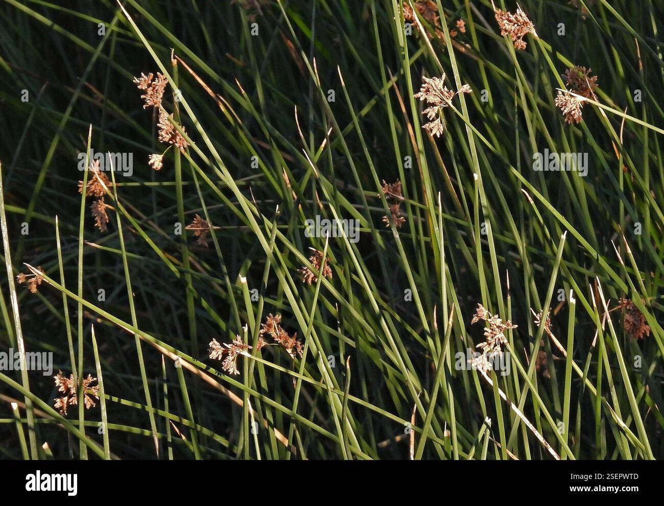 California bulrush (Schoenoplectus californicus), Plantae, Telsen ...