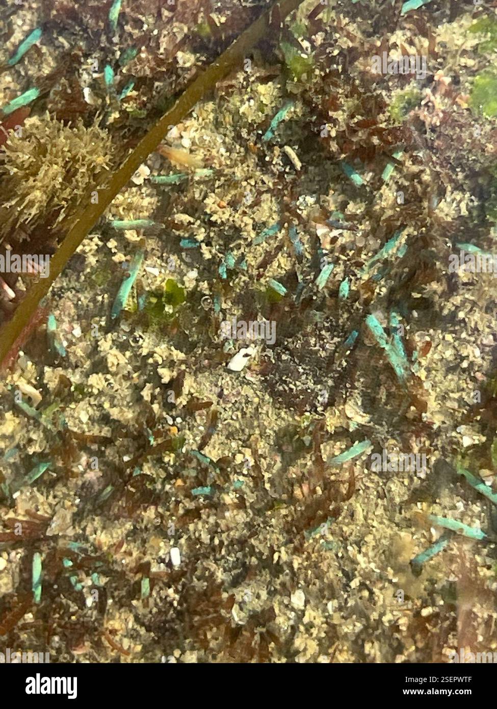 (Champia), Plantae, North Pacific Ocean, CA, US Stock Photo - Alamy