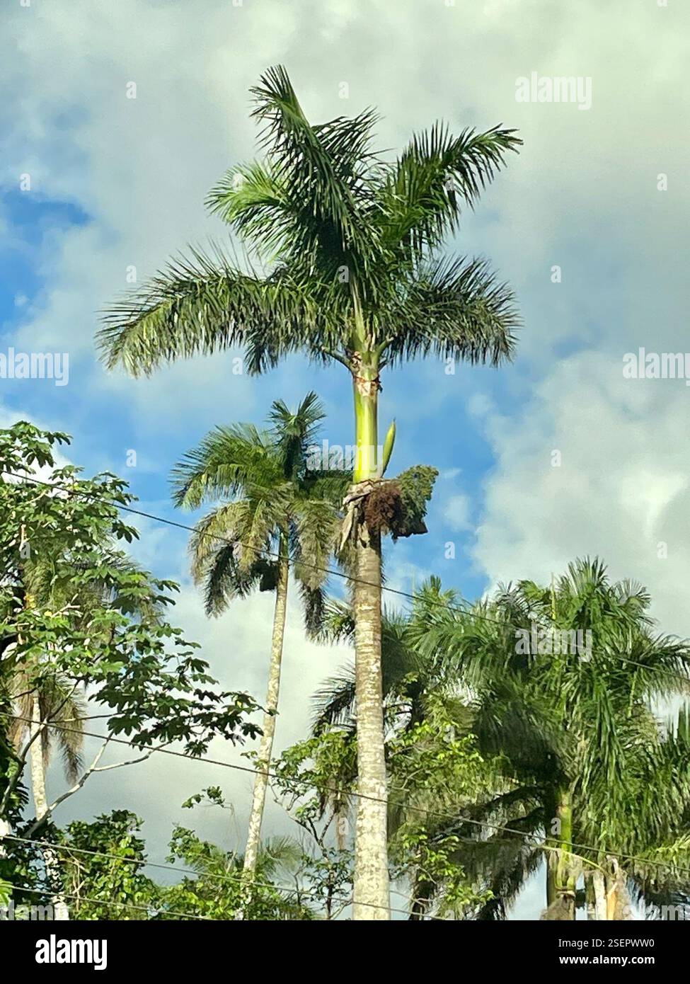 Royal Palm (Roystonea regia), Plantae, Carretera de Soroa, Pinar del ...