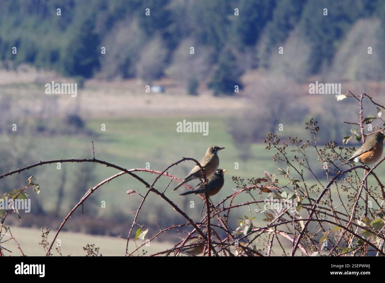 American Robin (Turdus migratorius), Aves, Benton, Oregon, United ...