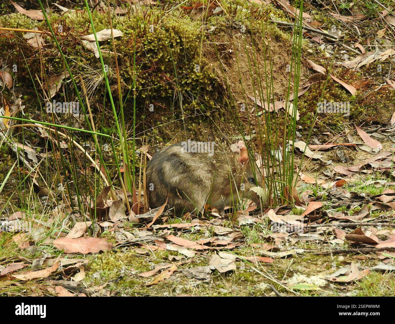 Eastern Barred Bandicoot (Perameles gunnii), Mammalia, Snug TAS 7054 ...