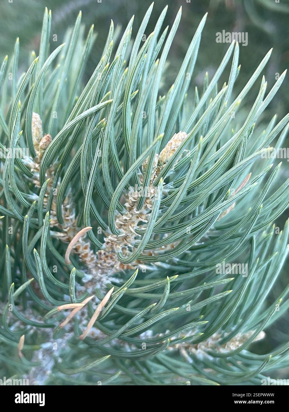singleleaf pinyon (Pinus monophylla), Plantae, Clark County, US-NV, US ...